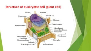 Concept of biology, cell and cell theory, prokaryotes and Eukaryotes | PPT