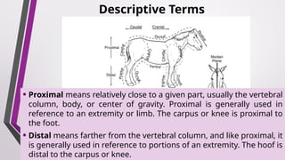 Lecture 1. Anatomy and Physiology of farm animals.pptx