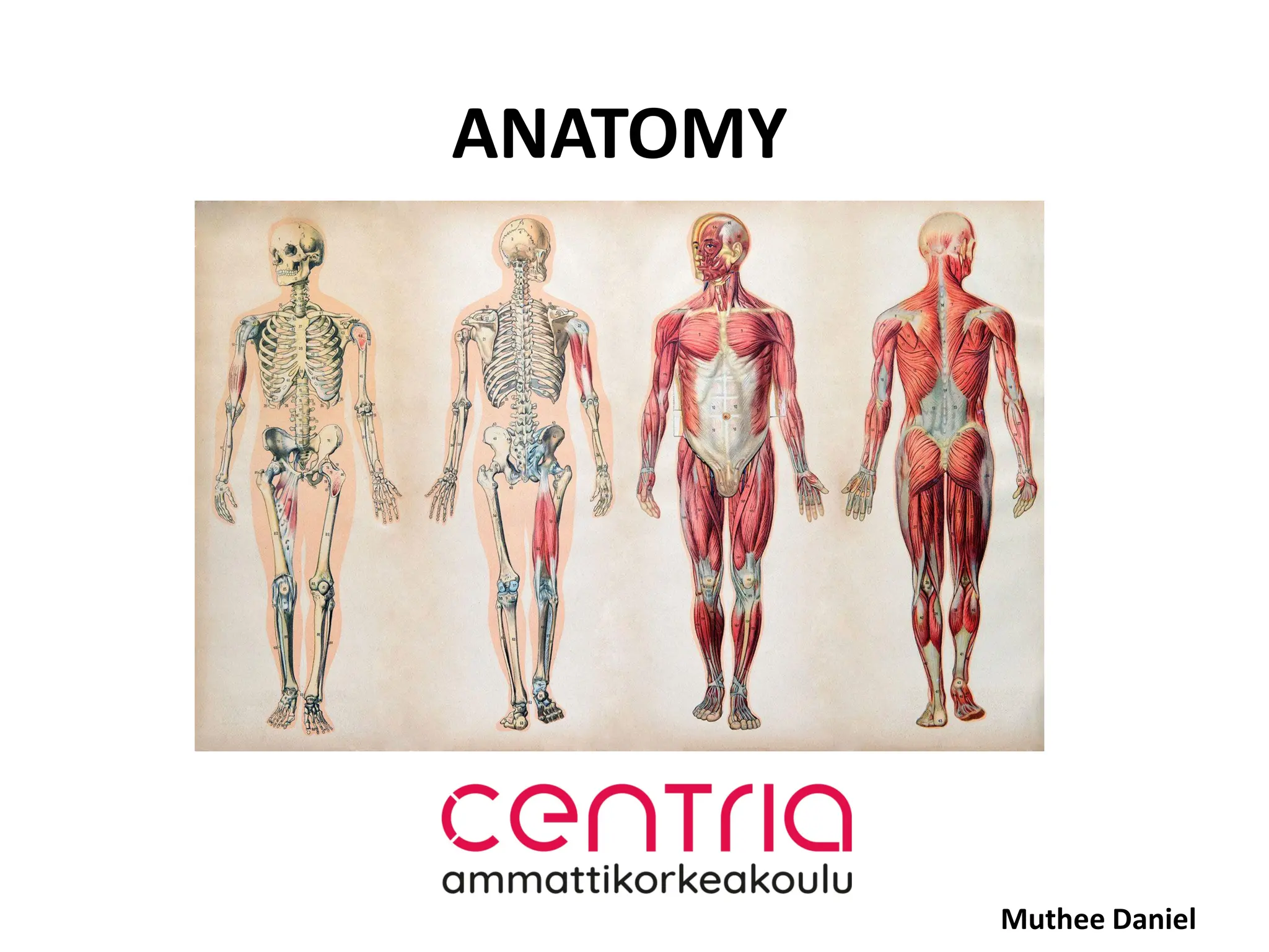 Basic Anatomy of the human body concepts.pdf