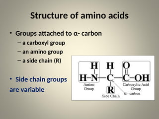lecture1-Aminocyfcxyrxxxxfxfxff Acids.ppt