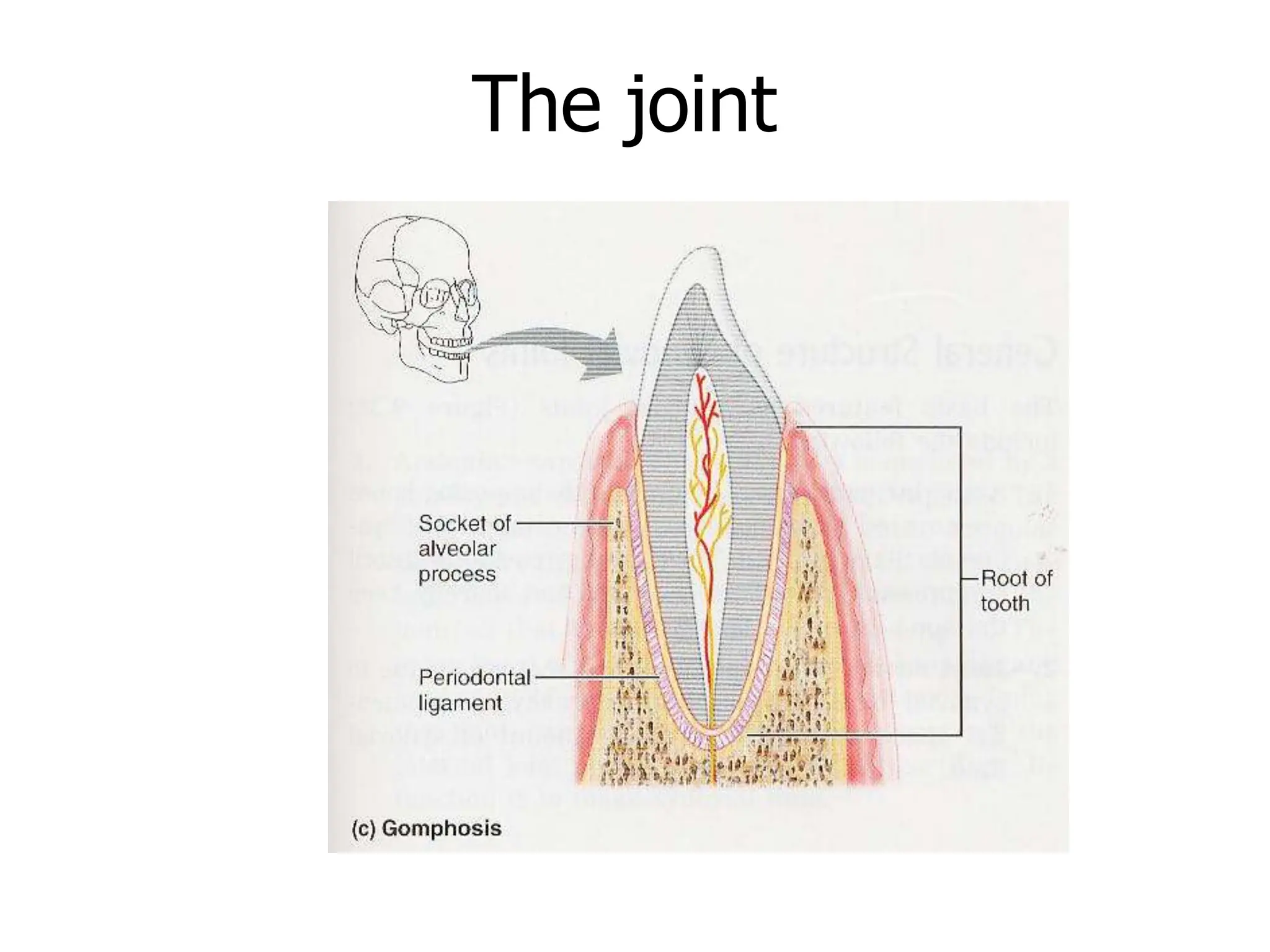 LECTURE1 -Anatomy_of_Musculoskeletal_System.ppt