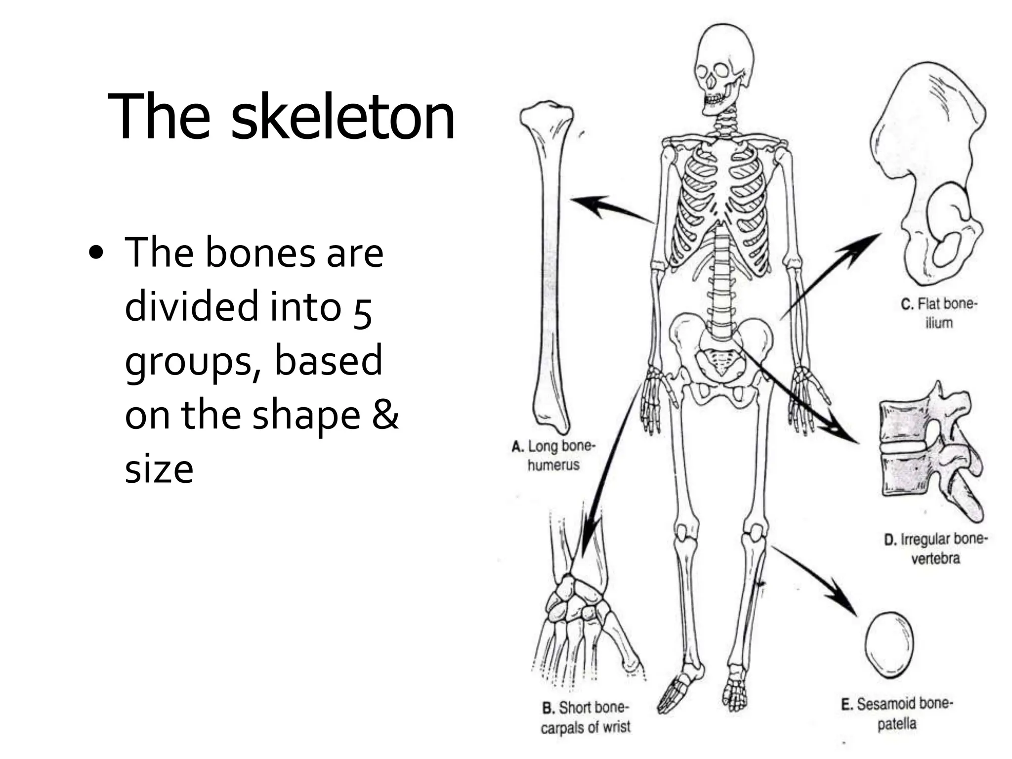 LECTURE1 -Anatomy_of_Musculoskeletal_System.ppt