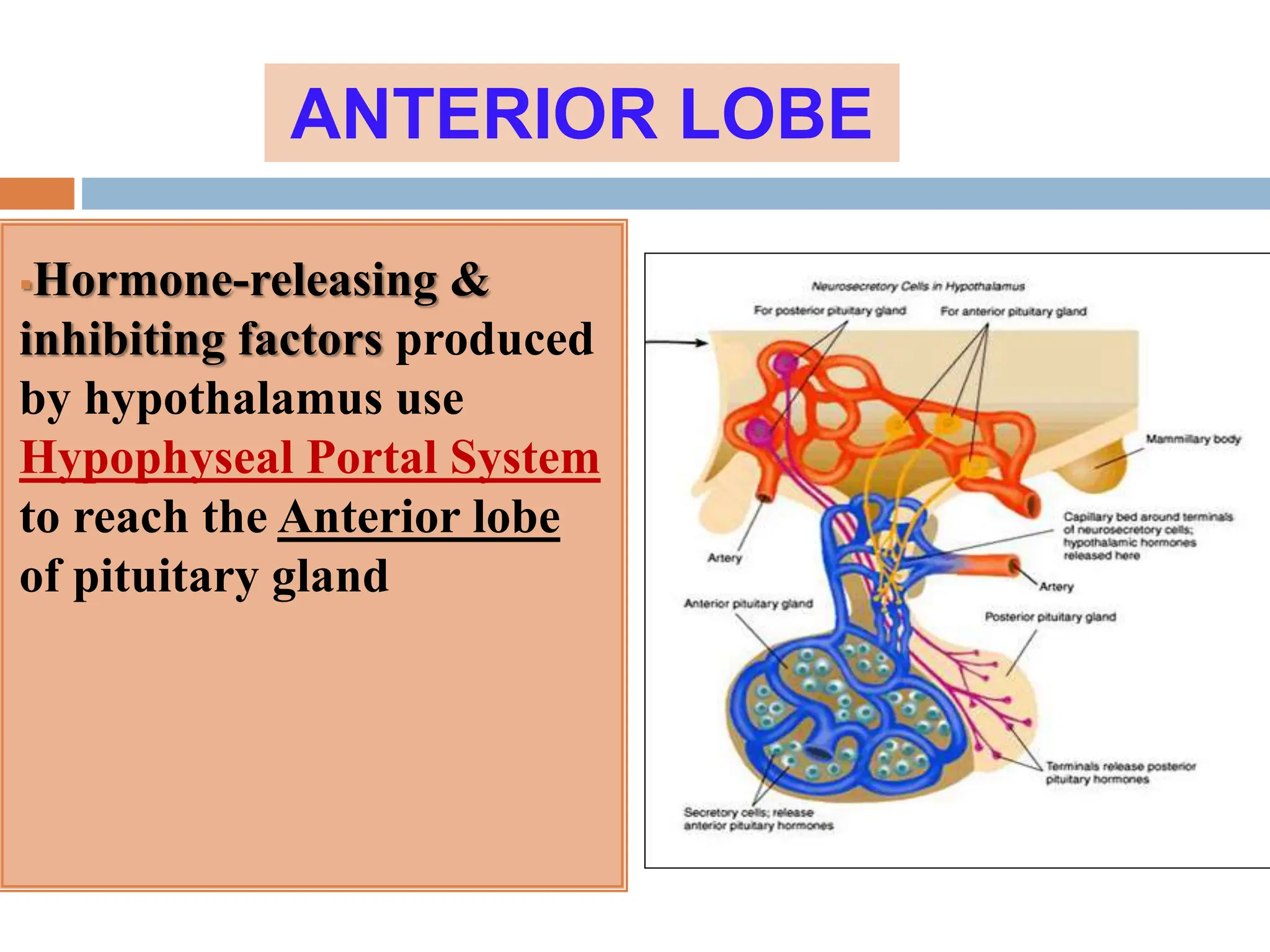 Lecture 1- Anatomy offfffffff pituitary gland.ppt