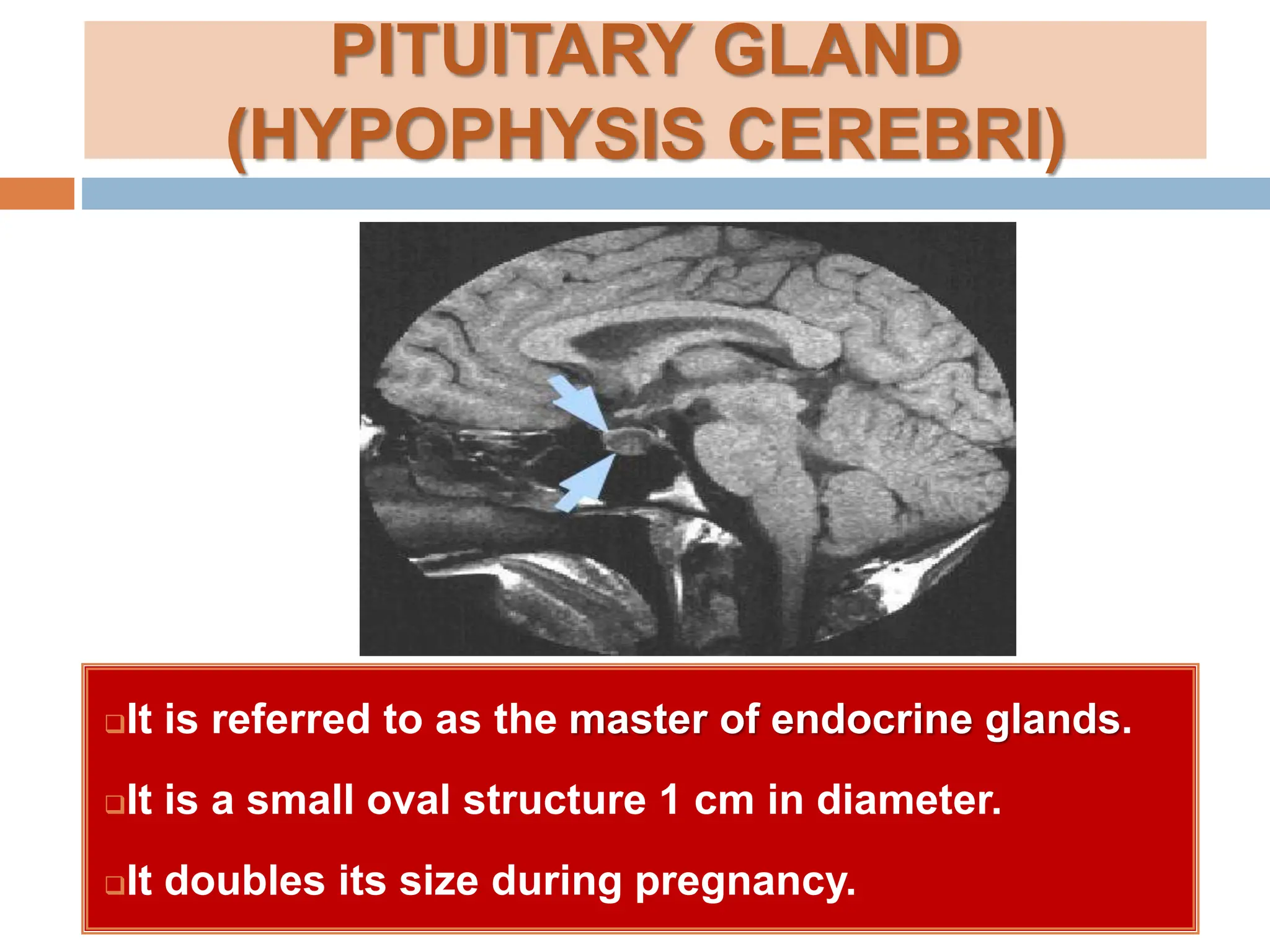 Lecture 1- Anatomy offfffffff pituitary gland.ppt