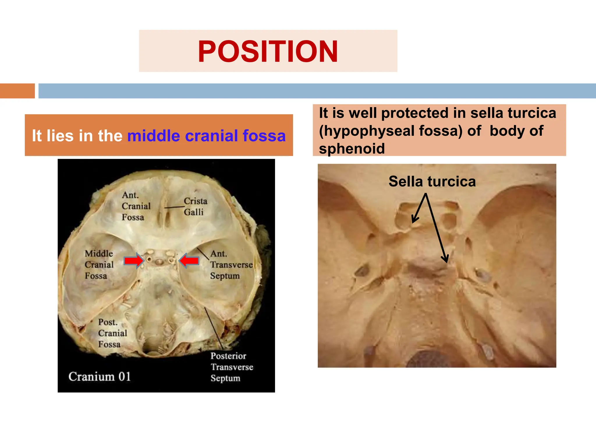 Lecture 1- Anatomy offfffffff pituitary gland.ppt