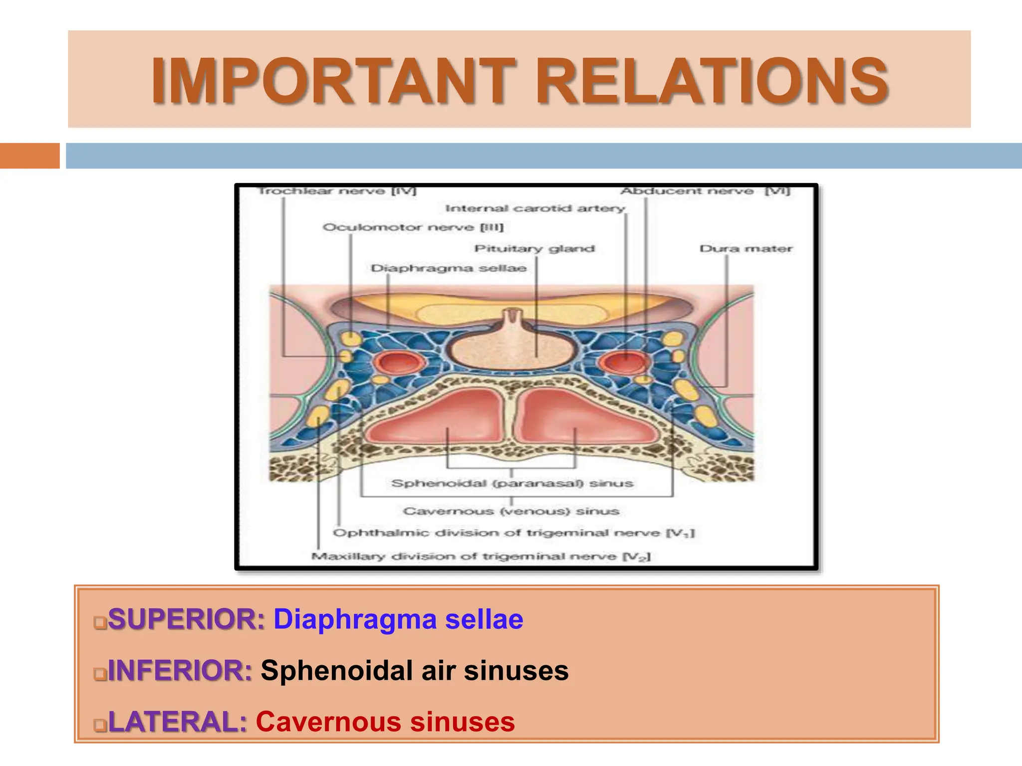 Lecture 1- Anatomy offfffffff pituitary gland.ppt