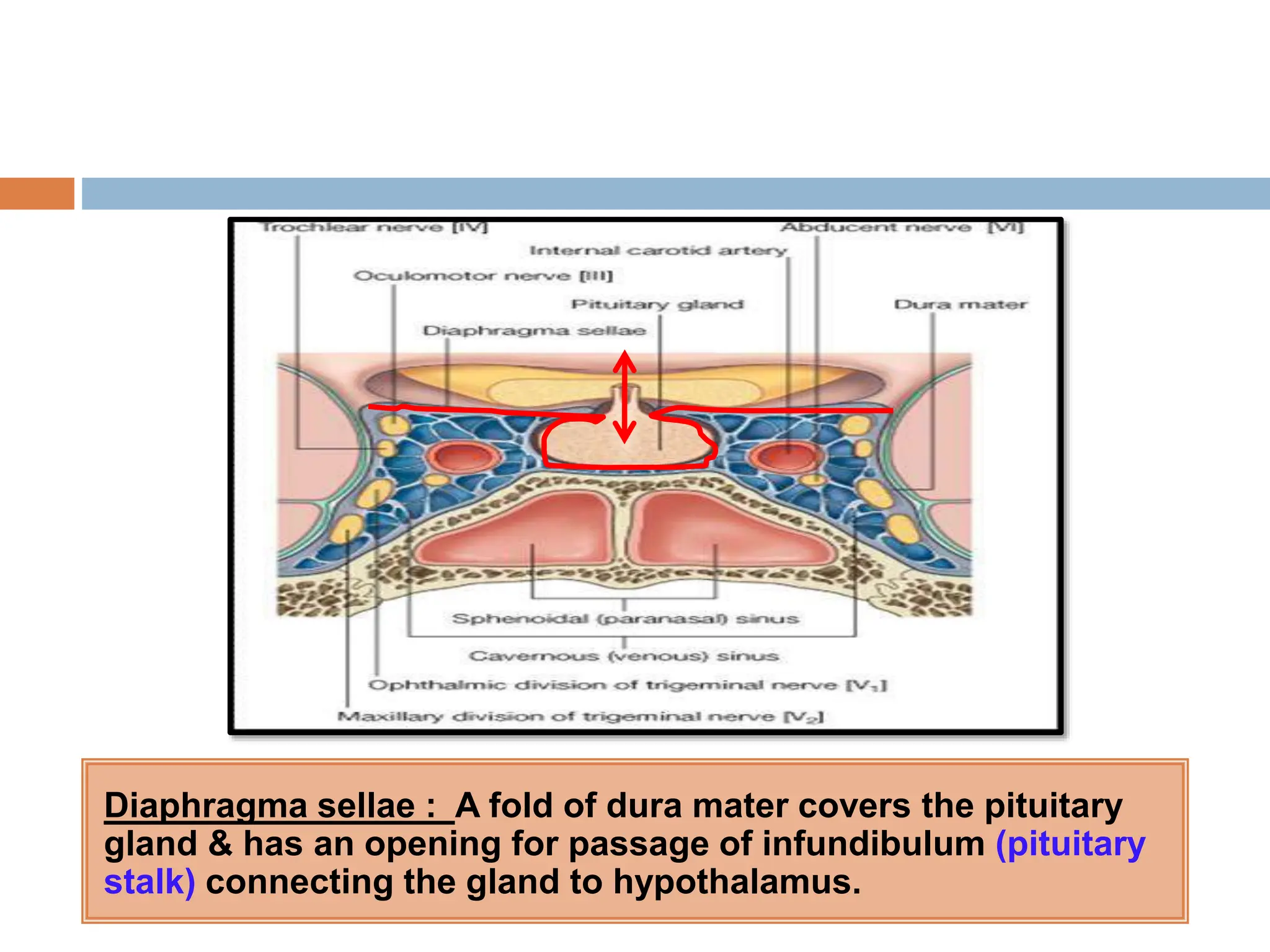 Lecture 1- Anatomy offfffffff pituitary gland.ppt
