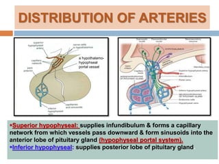 Lecture 1- Anatomy offfffffff pituitary gland.ppt