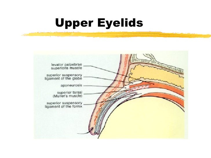 Upper Lid Anatomy