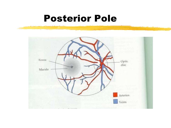 Lecture1 anatomy of the eye