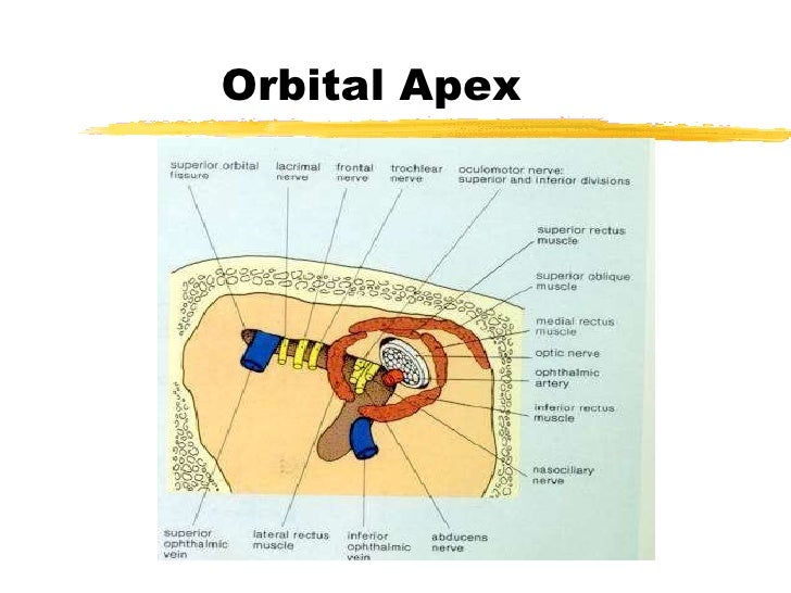 Lecture1 anatomy of the eye