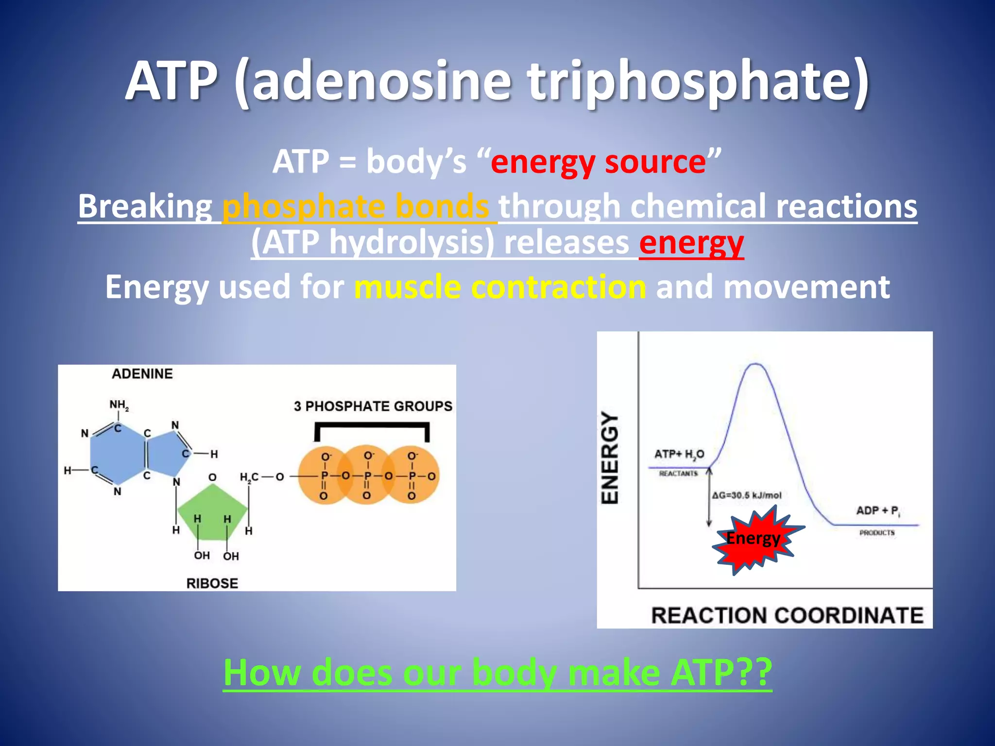 Lecture 1 bioenergetics | PPTX