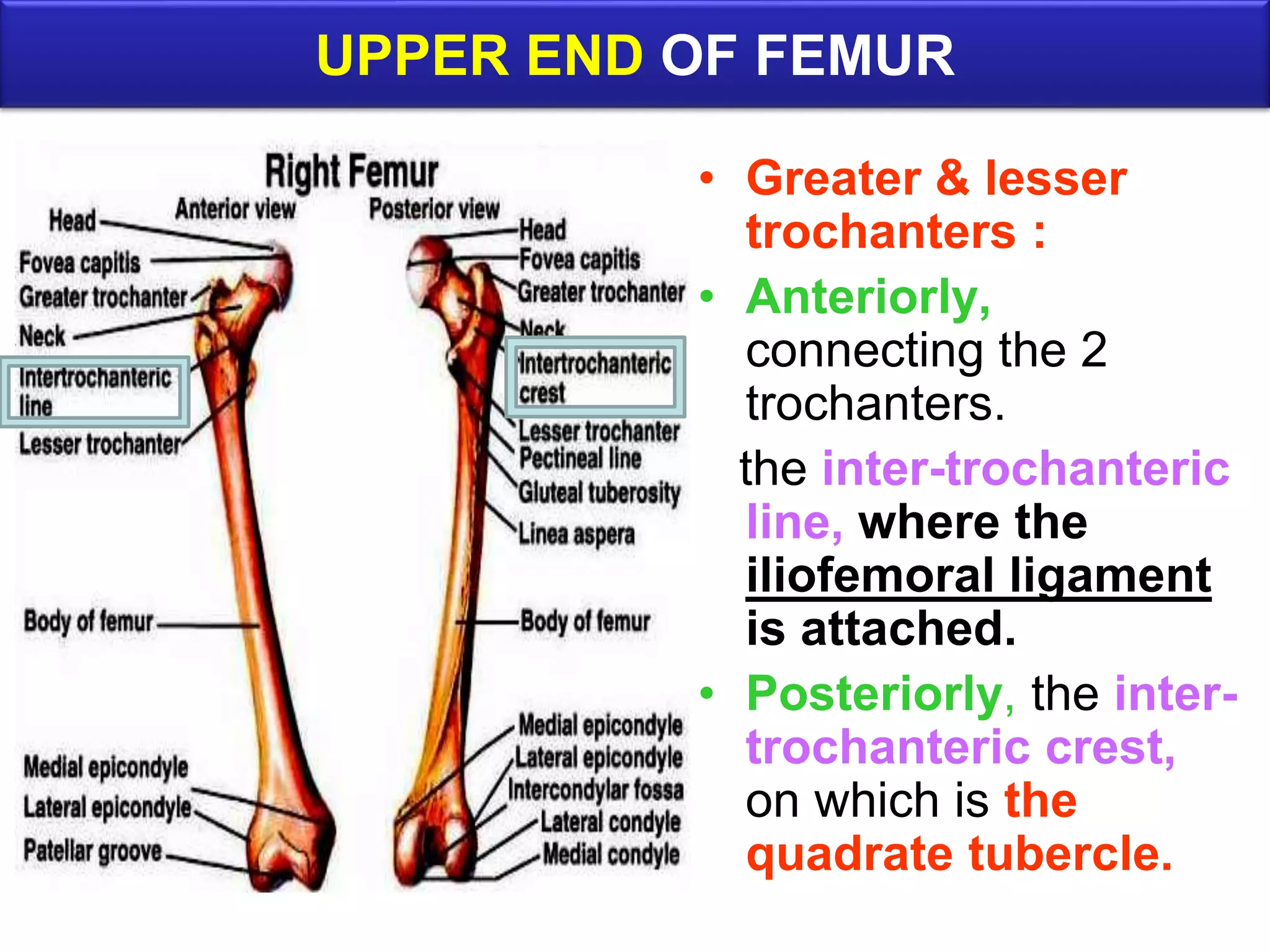 Lecture 1 -Bones of Lower Limb (2).pptx