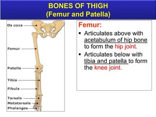 Lecture 1 -Bones of Lower Limb (2).pptx
