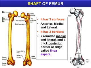 Lecture 1 -Bones of Lower Limb (2).pptx
