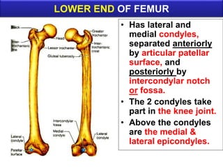 Lecture 1 -Bones of Lower Limb (2).pptx