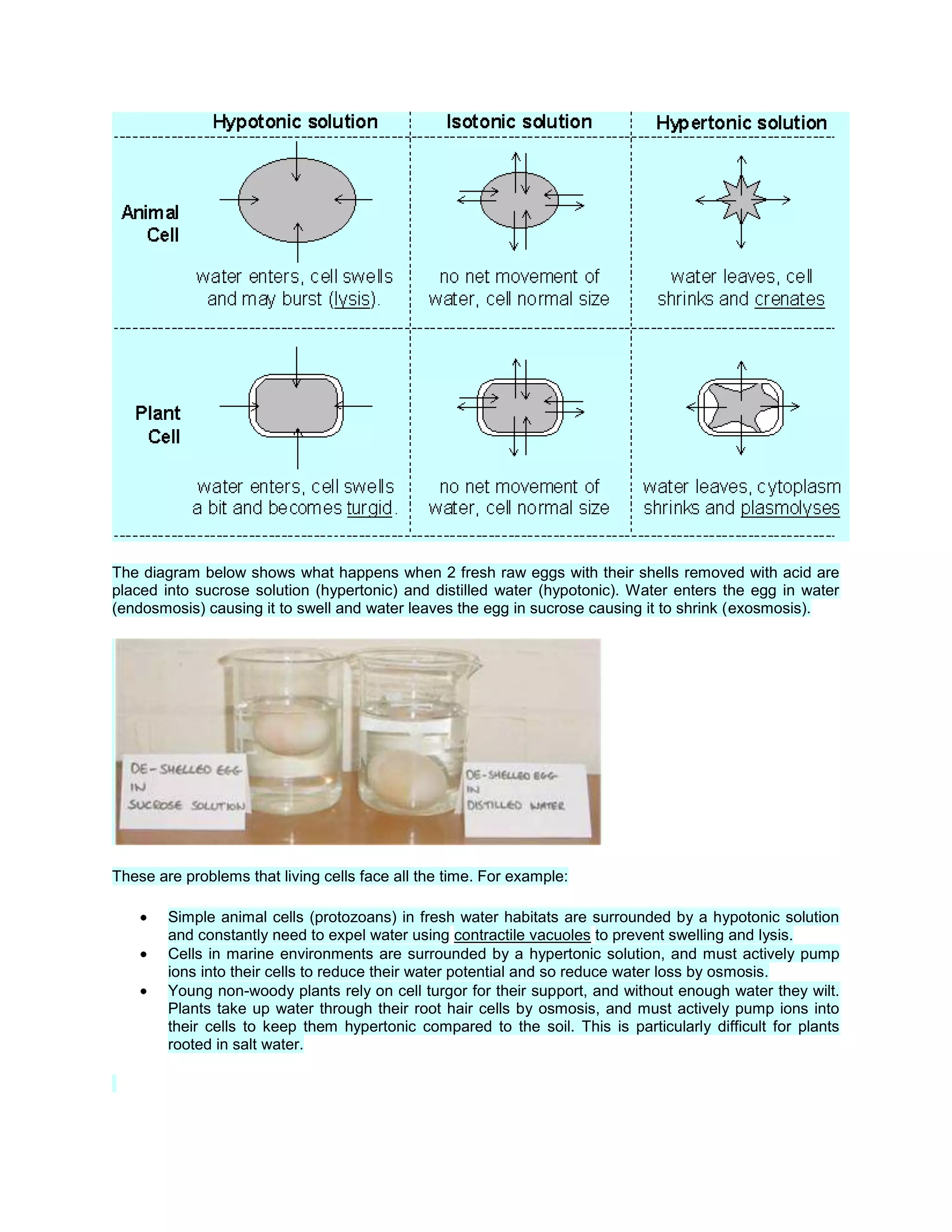 cells structure and transport mechanisms | DOCX