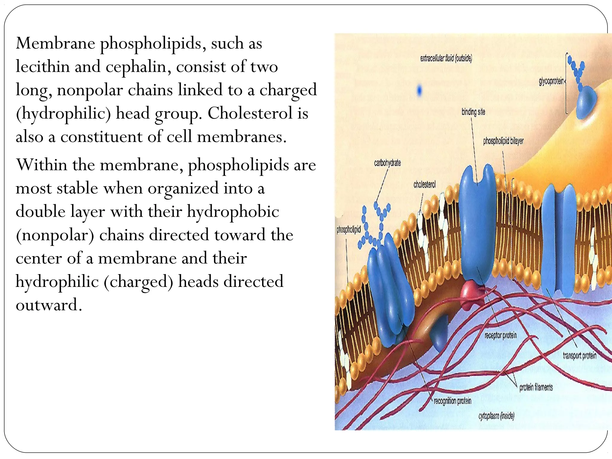 cytology | PPT