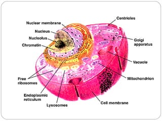 Apical Area Cytology