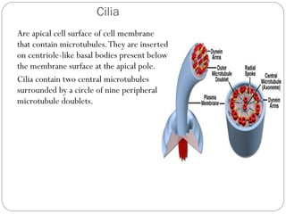 Apical Area Cytology