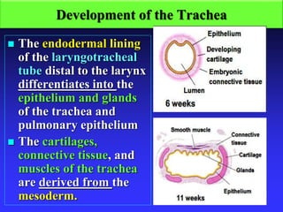 Lecture 1- Development of Respiratory System.ppt