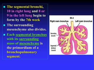 Lecture 1- Development of Respiratory System.ppt