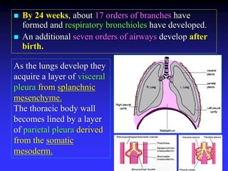 Lecture 1- Development of Respiratory System.ppt