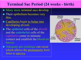 Lecture 1- Development of Respiratory System.ppt
