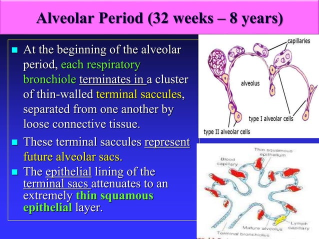 Lecture 1- Development of Respiratory System.ppt | Lung and Respiratory ...