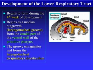 Lecture 1- Development of Respiratory System.ppt