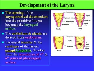 Lecture 1- Development of Respiratory System.ppt