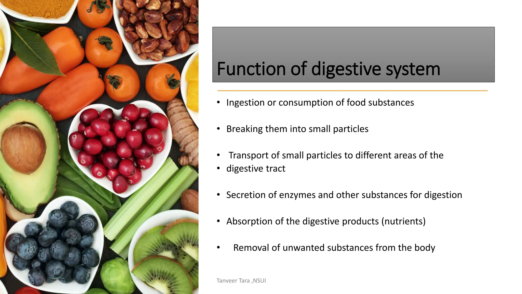Lecture 1-Digestive System.pdf ppt presentation | PDF