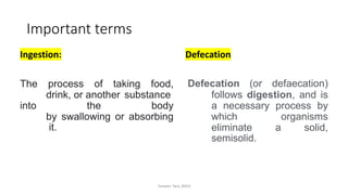 Lecture 1-Digestive System.pdf ppt presentation | PPT