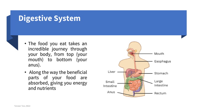 Lecture 1-Digestive System.pdf ppt presentation | PPT