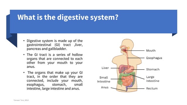 Lecture 1-Digestive System.pdf ppt presentation | PPT