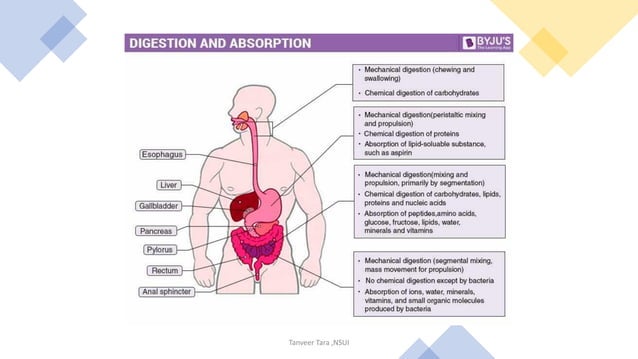 Lecture 1-Digestive System.pdf ppt presentation | PPT
