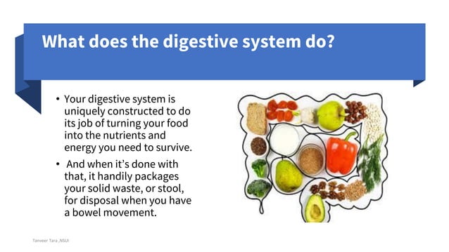 Lecture 1-Digestive System.pdf ppt presentation | PPT