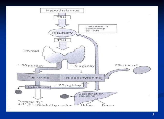 drugs used in hyperthyroidism | PPT