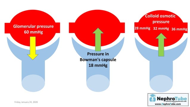 Back to Basics: Renal Physiology (Dynamics of GFR, Factors affecting ...