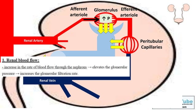 Back to Basics: Renal Physiology (Dynamics of GFR, Factors affecting ...