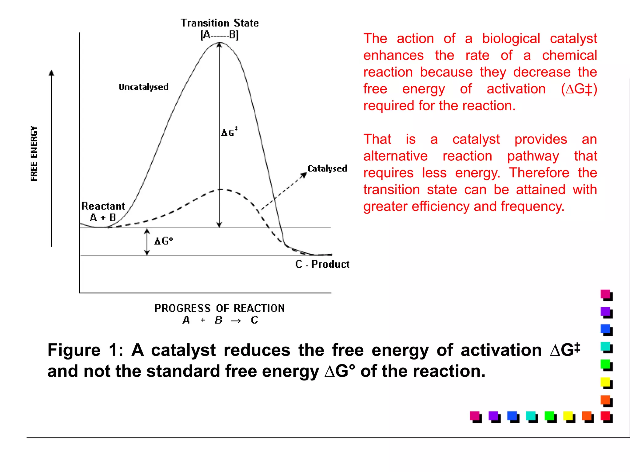 Lecture 1 - Enzymes-Intro. Kinetics.PPT