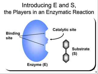 Lecture 1 - Enzymes-Intro. Kinetics.PPT