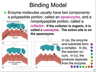 Lecture 1 - Enzymes-Intro. Kinetics.PPT