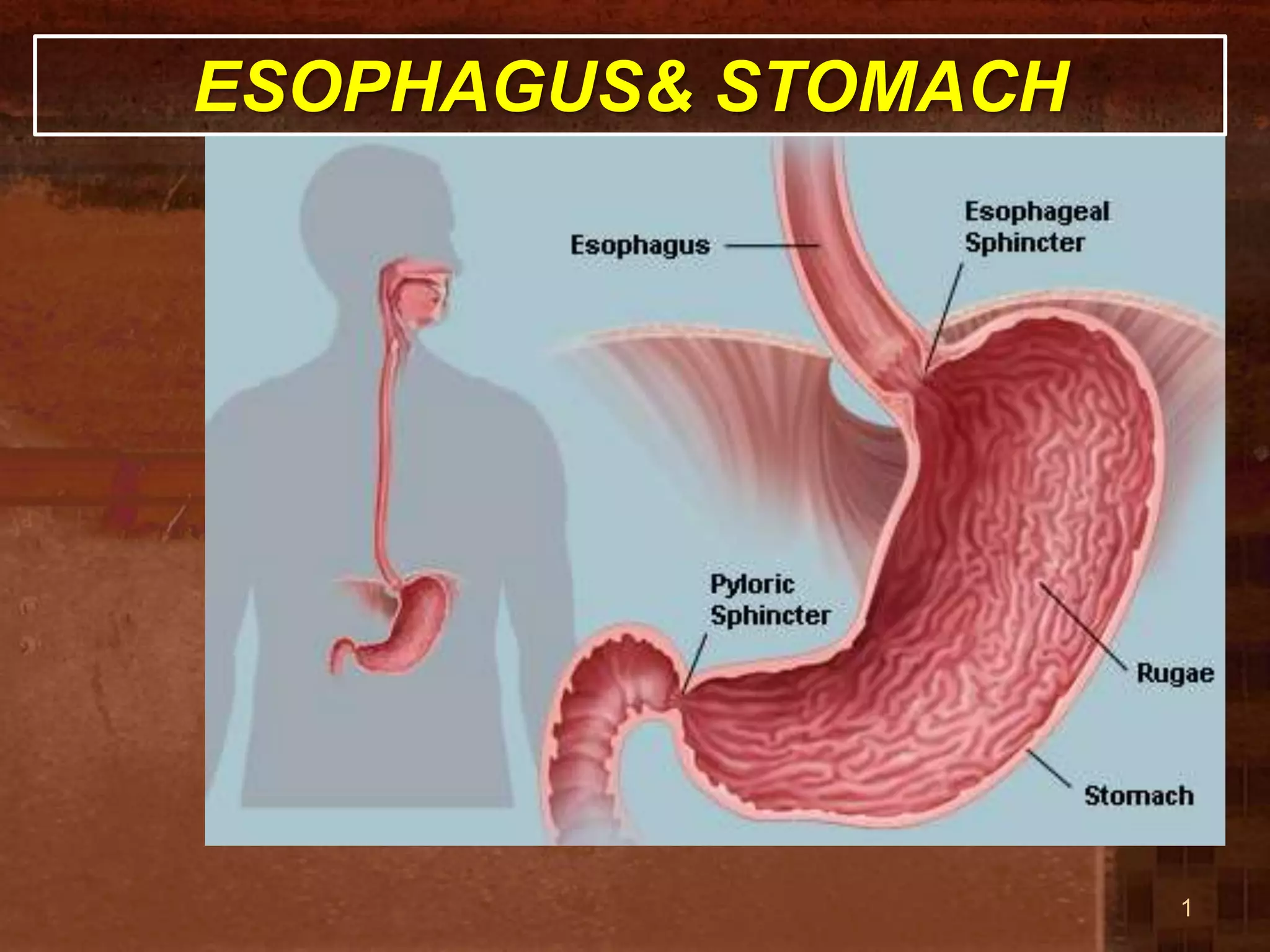 Lecture 1- Esophagus and stomach.ppt