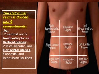 Lecture 1- Esophagus and stomach.ppt