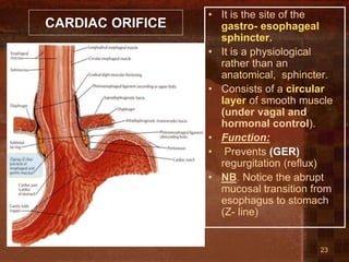 Lecture 1- Esophagus and stomach.ppt