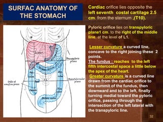 Cardiac Orifice Esophagus