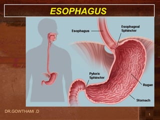 Lecture 1- Esophagus and stomach.ppt.pptx