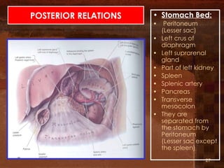 Lecture 1- Esophagus and stomach.ppt.pptx
