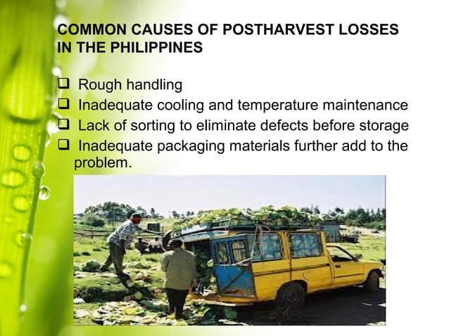 Lecture 1: Importance of Postharvest Technology | PPT